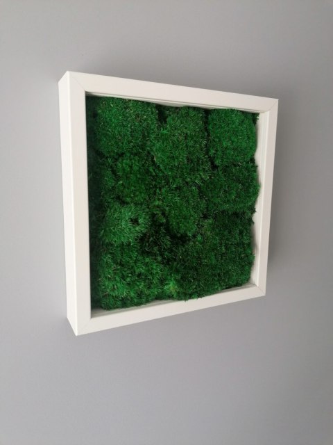Obraz z mchu poduszkowego, 25x25cm > Fragment Natury